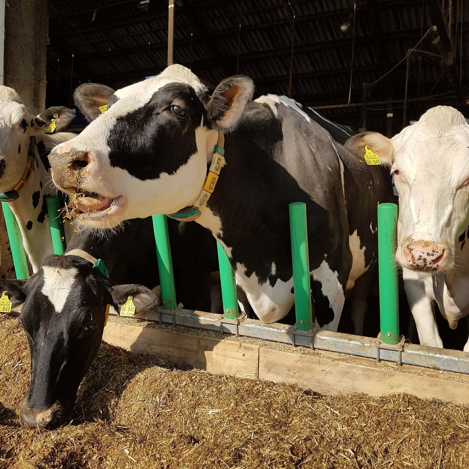 Cows headlock - Flex Feed - Cow-Welfare - adjustable / tubular