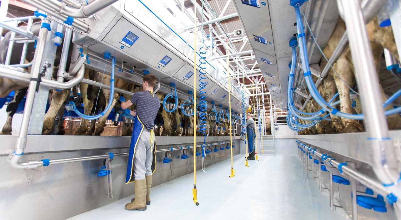 Cow milking parlour - SWIFTFLO - Dairymaster - parallel / rapid exit ...