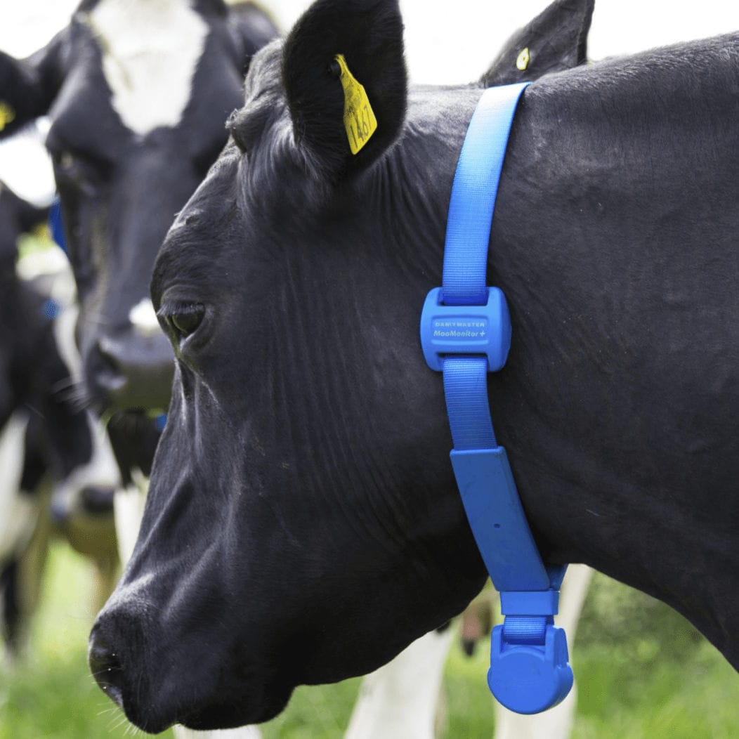Cow monitoring system - MooMonitor+ - Dairymaster - temperature ...