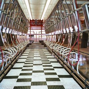 Cow milking parlour - Daritech, Inc. - parallel / herringbone
