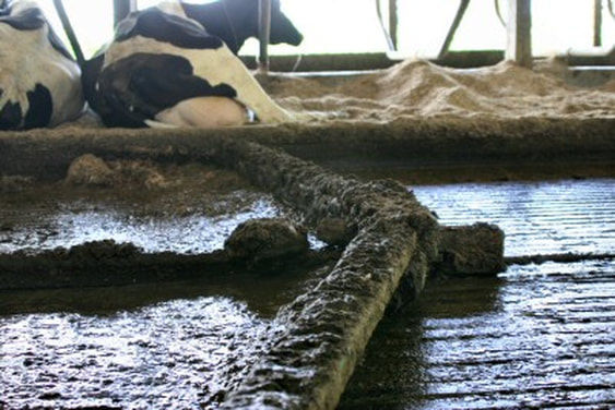 Chain manure scraper - EYS - Daritech, Inc. - rope / straight / U-shaped