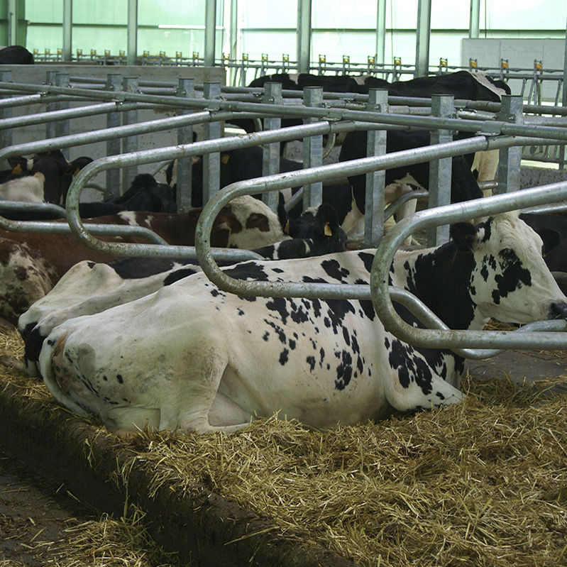 Cow cubicle - DUE A s.r.l.