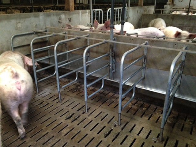 Farrowing stall - GALVELPOR S.A.S.