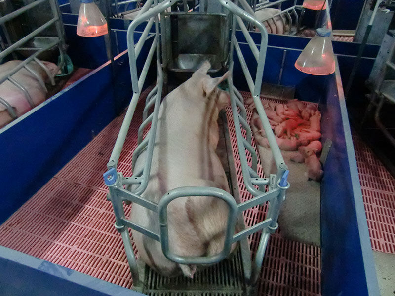 Anti-crush protection farrowing stall - COSY R - GALVELPOR S.A.S ...