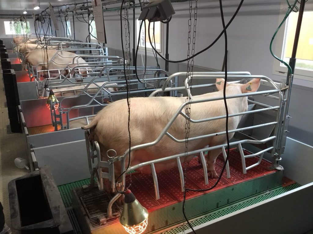 Adjustable farrowing stall - LACTUP - I-TEK