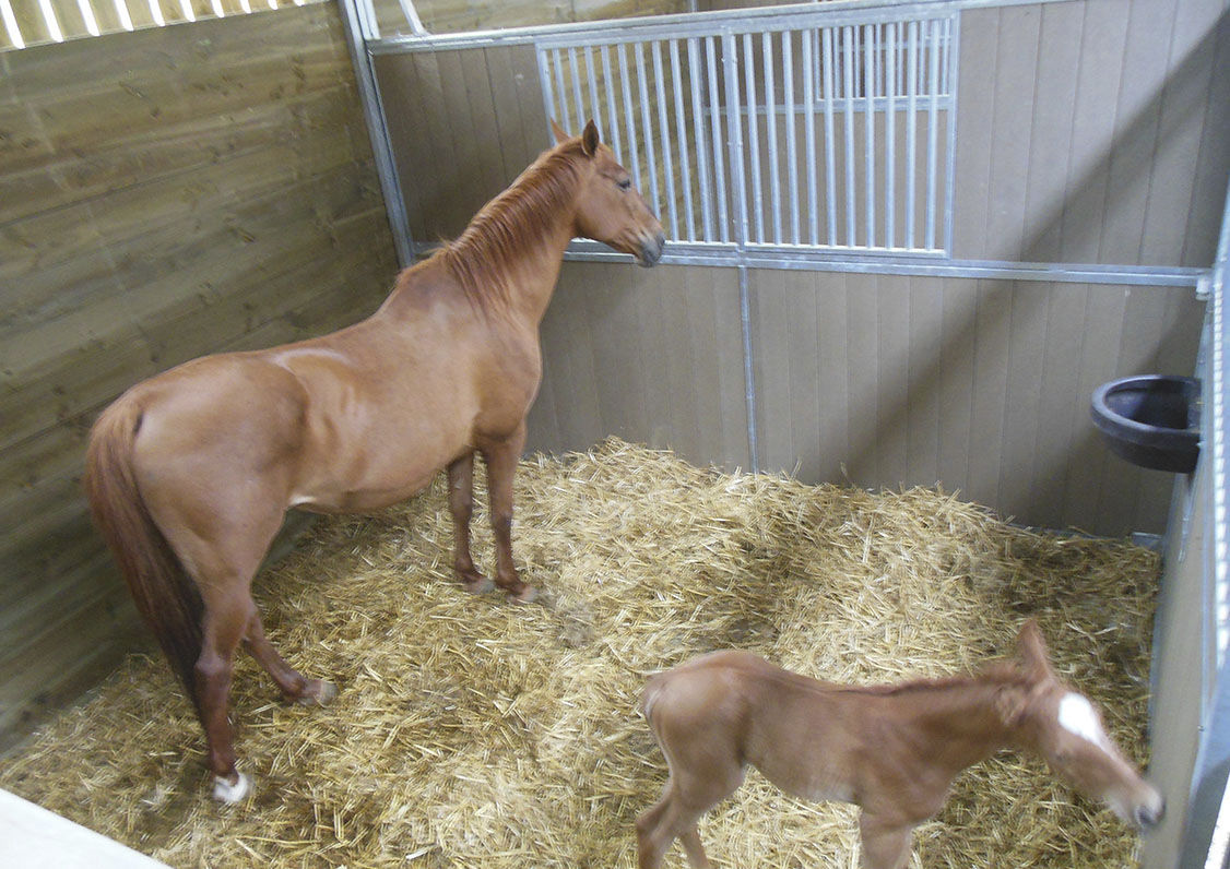 Livestock gate - BX0251 - JOURDAIN - stable / for horses / metal