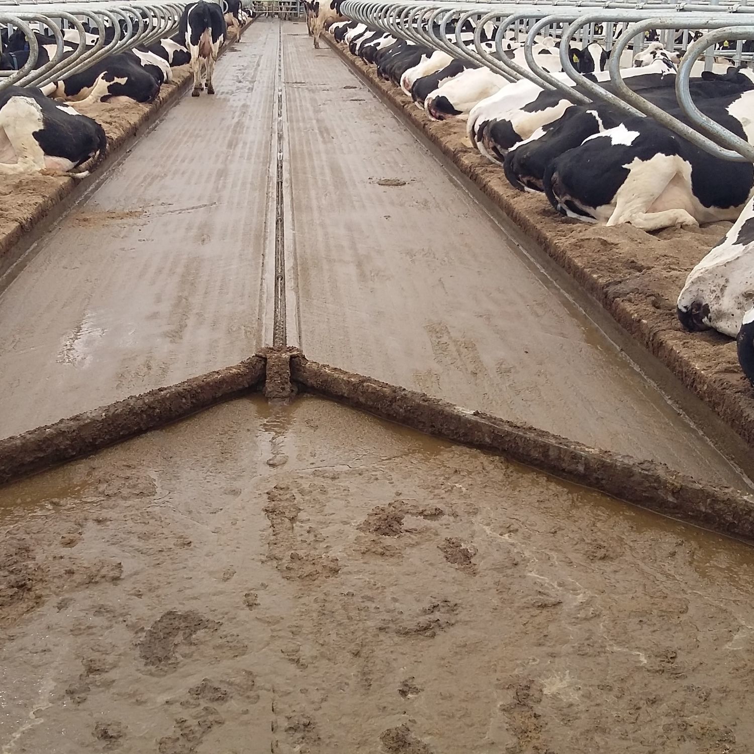 Chain manure scraper - HDX Delta - JOZ b.v. - V / for slatted floors