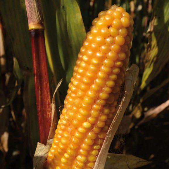 Very early corn seed - AVITUS - KWS SAAT AG - combination / hybrid / dent