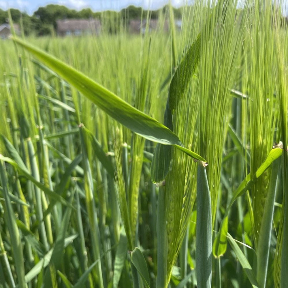 Early barley seed - INYS - KWS SAAT AG - winter / rust resistant ...