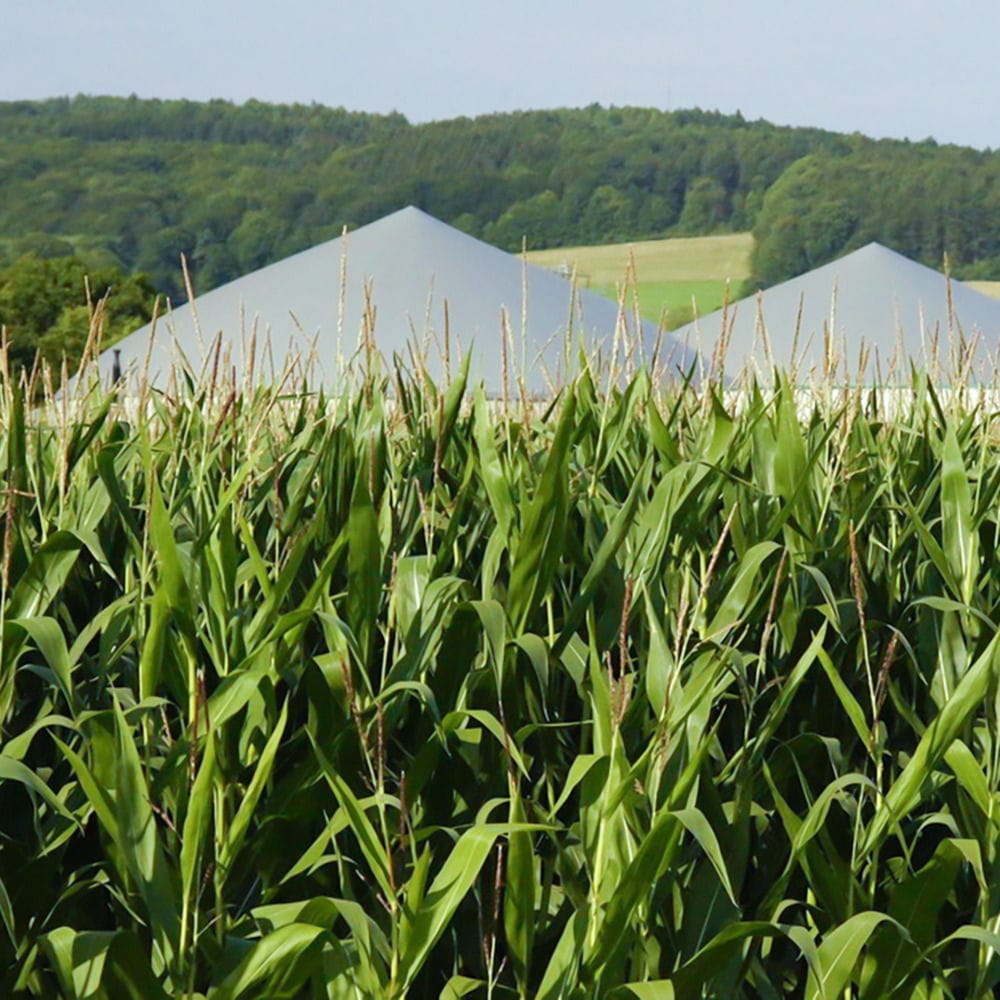 Early corn seed - AGROLINO - KWS SAAT AG - silage / hybrid