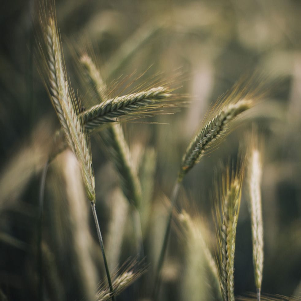 Hybrid rye which seed - INSPIRATOR - KWS SAAT AG - medium early ...