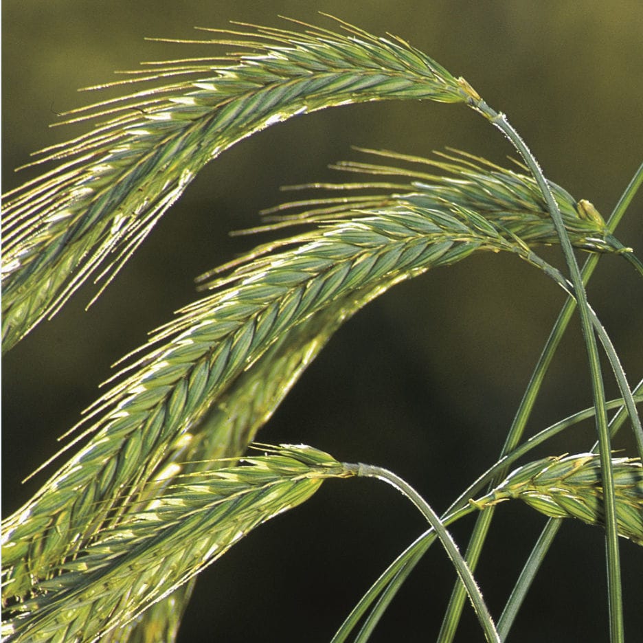 Hybrid rye which seed - GILMOR - KWS SAAT AG - medium early / winter