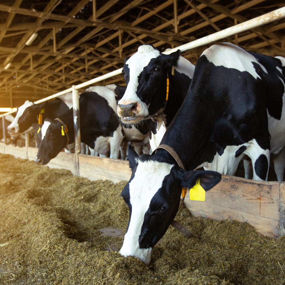 Very early corn seed - LETO - KWS SAAT AG - silage