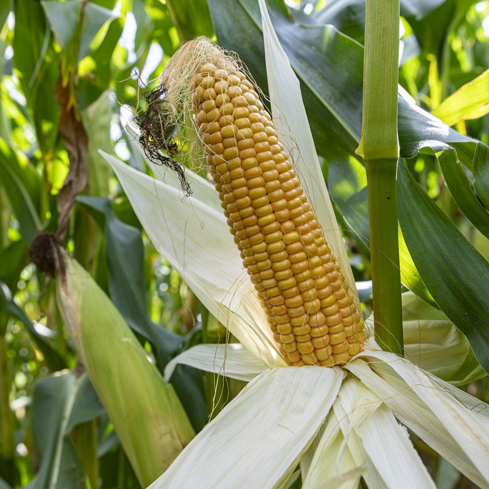 Early corn seed - PORTOBELLO - KWS SAAT AG - silage