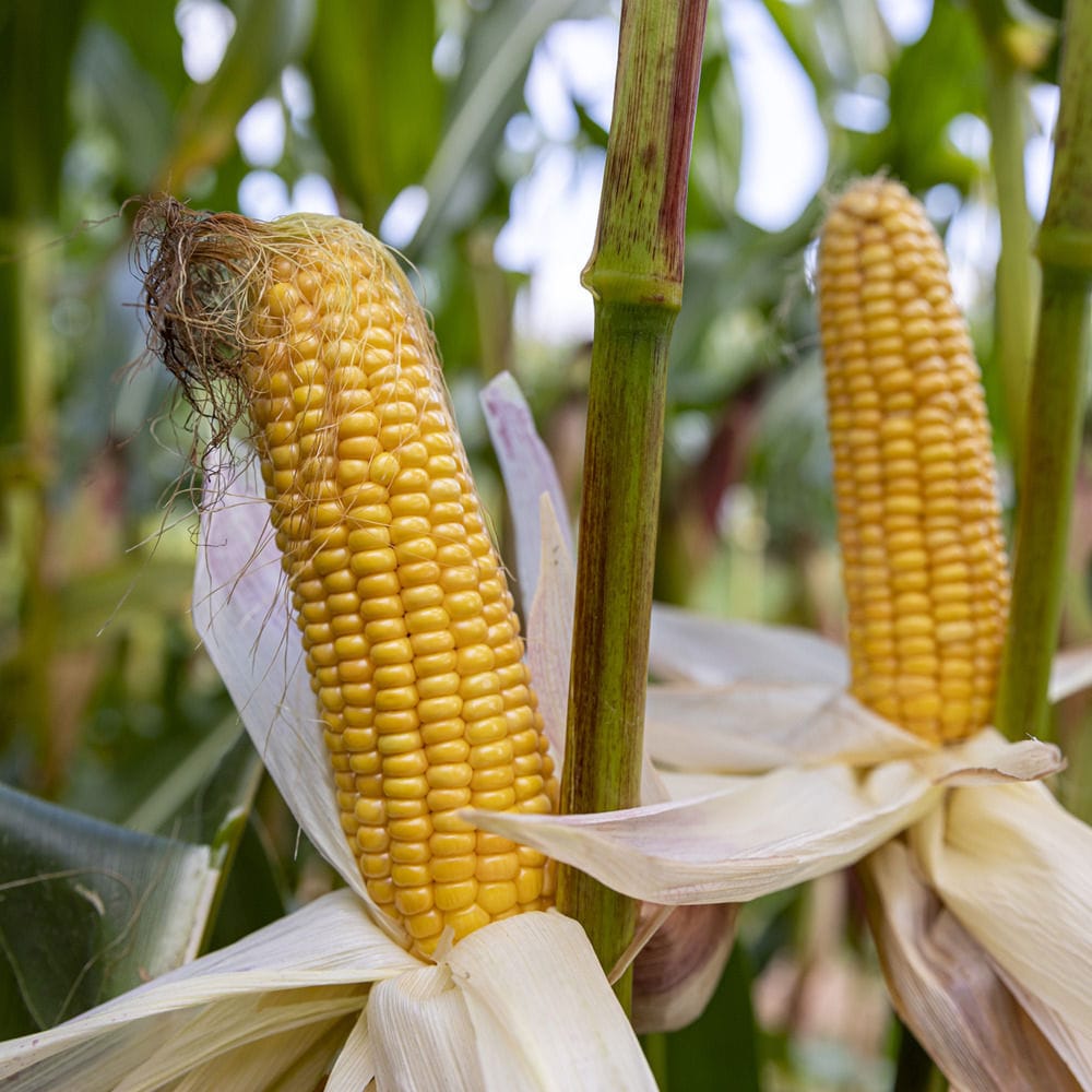 Early corn seed - TEMPRANO - KWS SAAT AG - silage