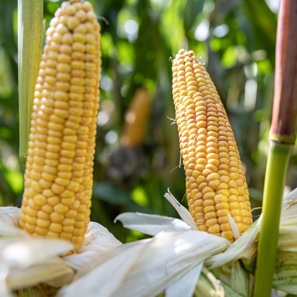 Early corn seed - JARDINERO - KWS SAAT AG - silage