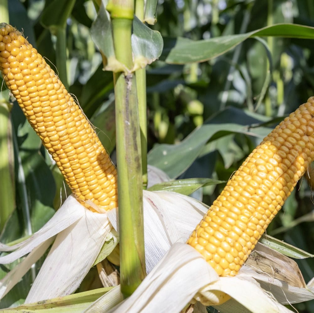 Early corn seed - MARCOPOLO - KWS SAAT AG - grain / silage / hybrid