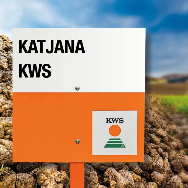 Sugar beet seed - KATJANA - KWS SAAT AG - cercosporiosis resistant
