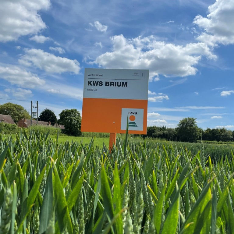 Early wheat seed - BRIUM - KWS SAAT AG - winter / rust resistant ...