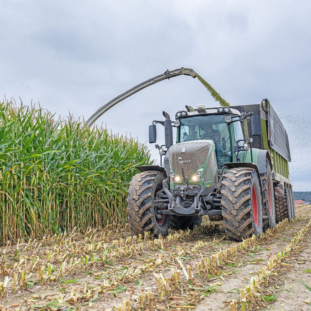 Very early corn seed - PAPAGENO - KWS SAAT AG - grain / silage / hybrid