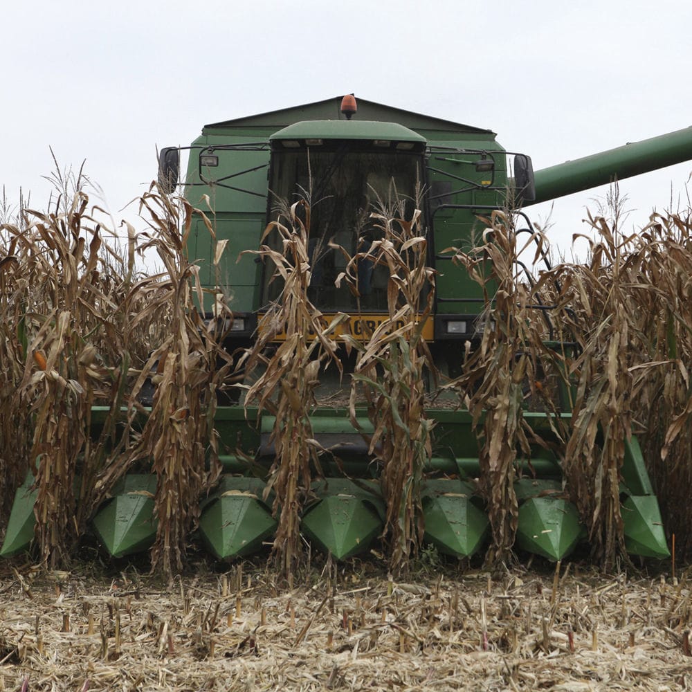 Early corn seed - ANASTASIO - KWS SAAT AG - grain / silage / hybrid