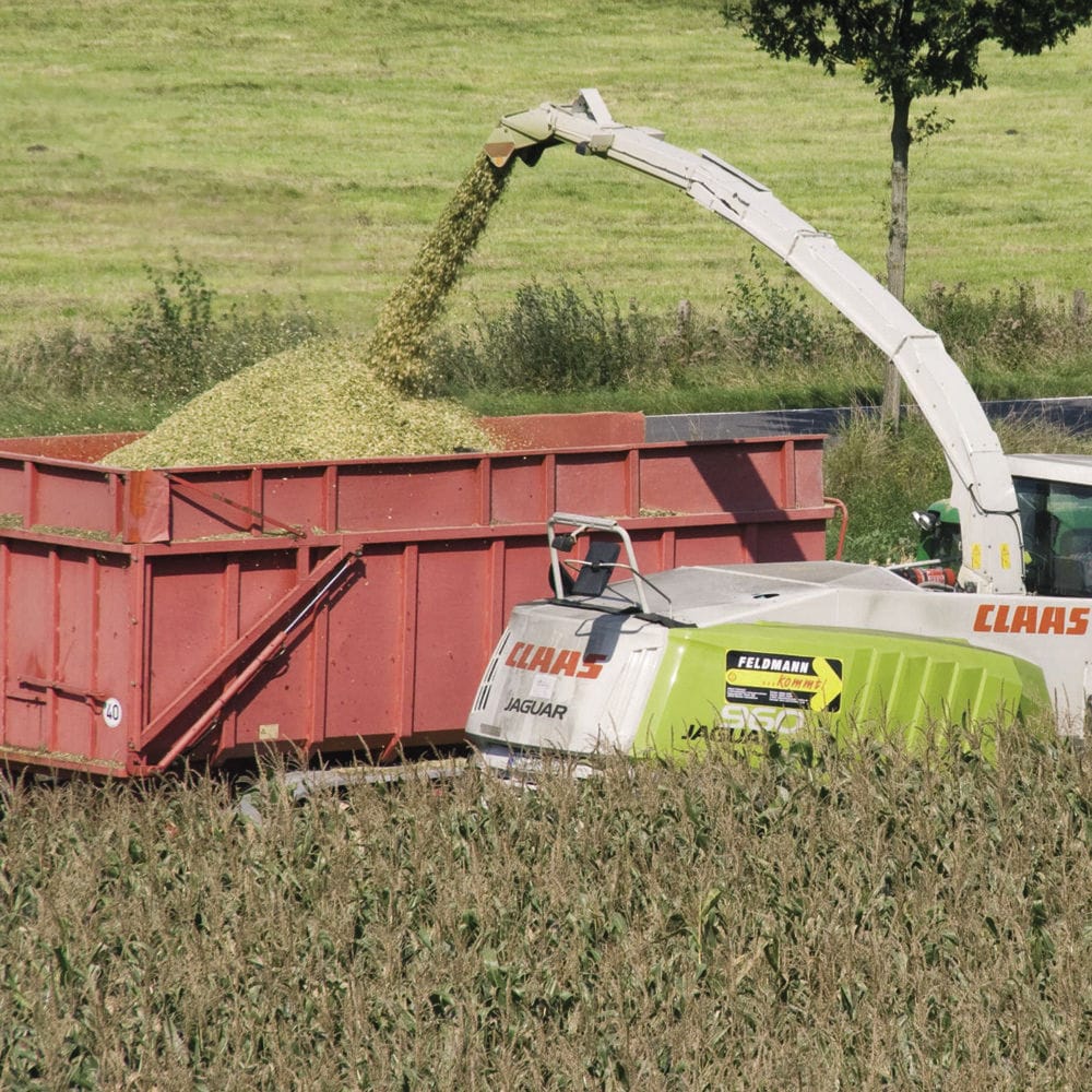 Early corn seed - AURELIUS - KWS SAAT AG - grain / silage