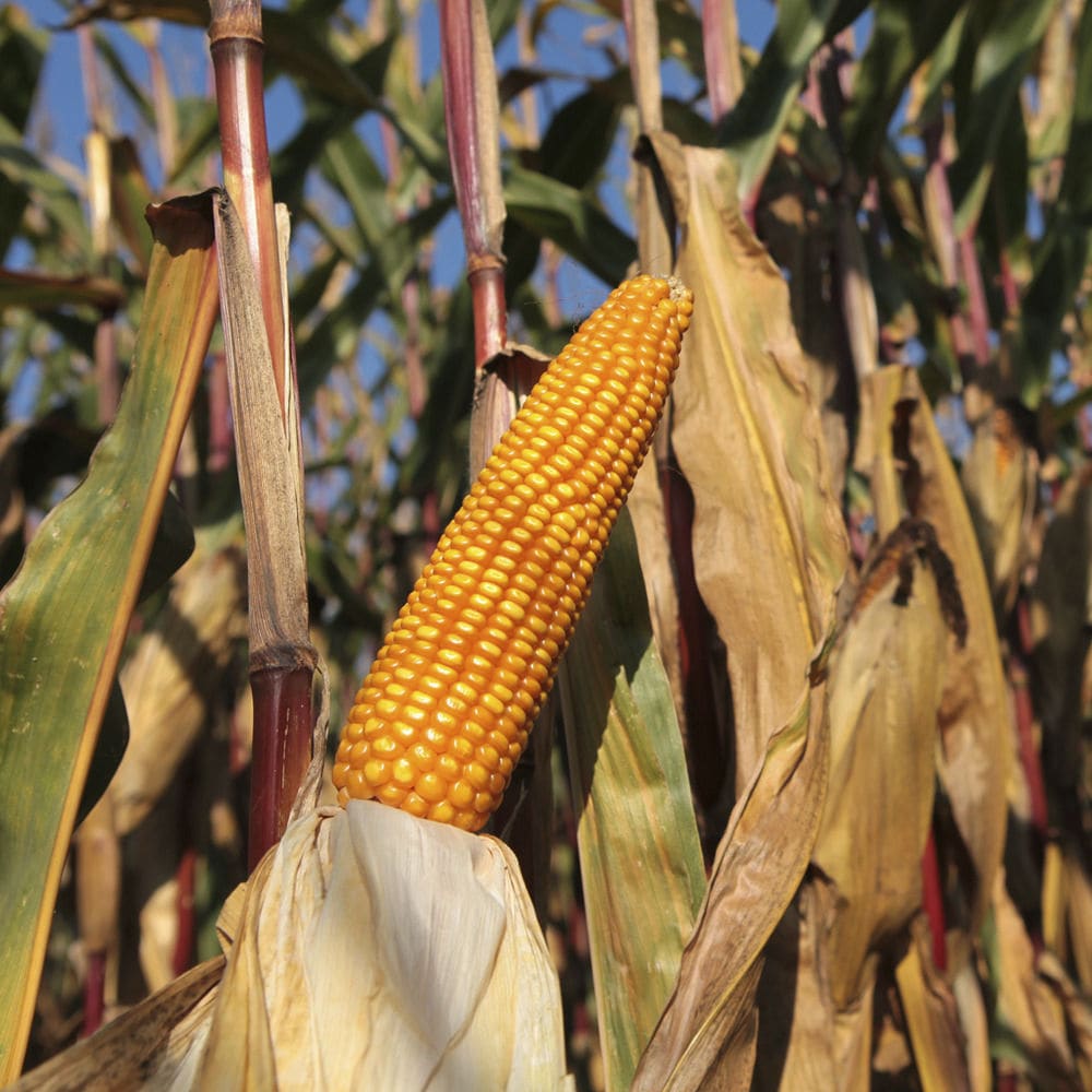 Grain corn seed - KAMPINOS - KWS SAAT AG - silage / hybrid