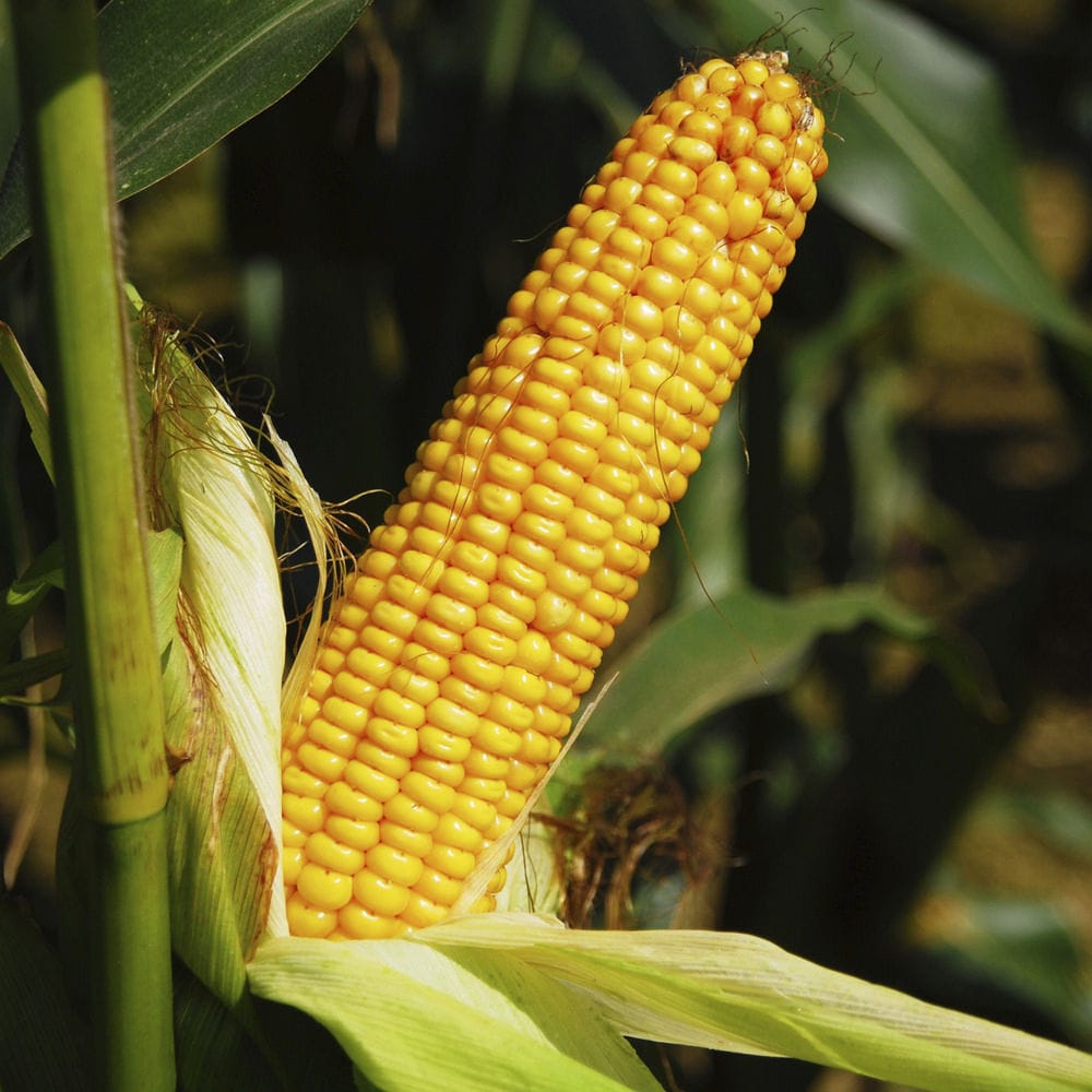 Early corn seed - RODRIGUEZ - KWS SAAT AG - grain / silage