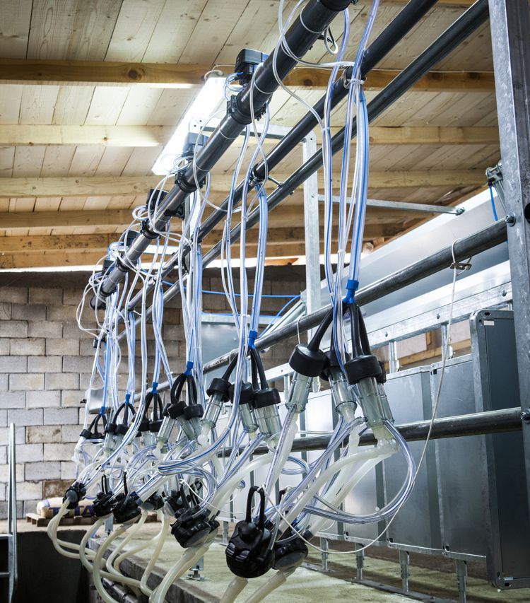 Sheep milking parlour - S4S - MILKPLAN S.A. - parallel