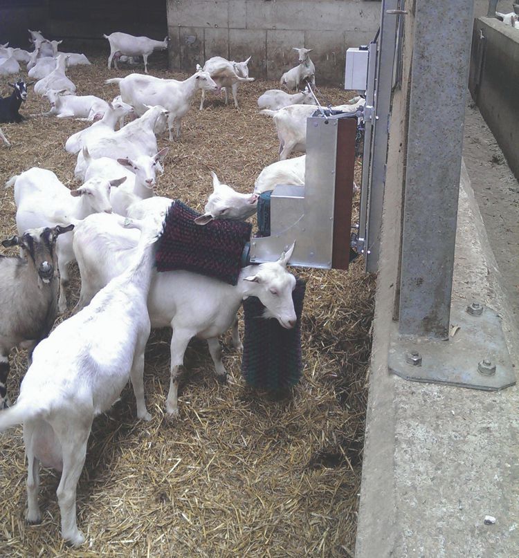 Livestock comfort brush - MILKPLAN S.A. - rotating / goat / vertical
