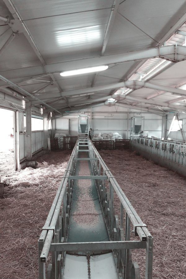 Feed conveyor - MILKPLAN S.A. - belt