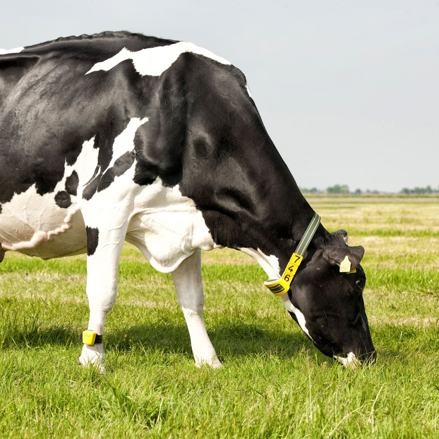 RFID ID reader - Nedap Livestock Management