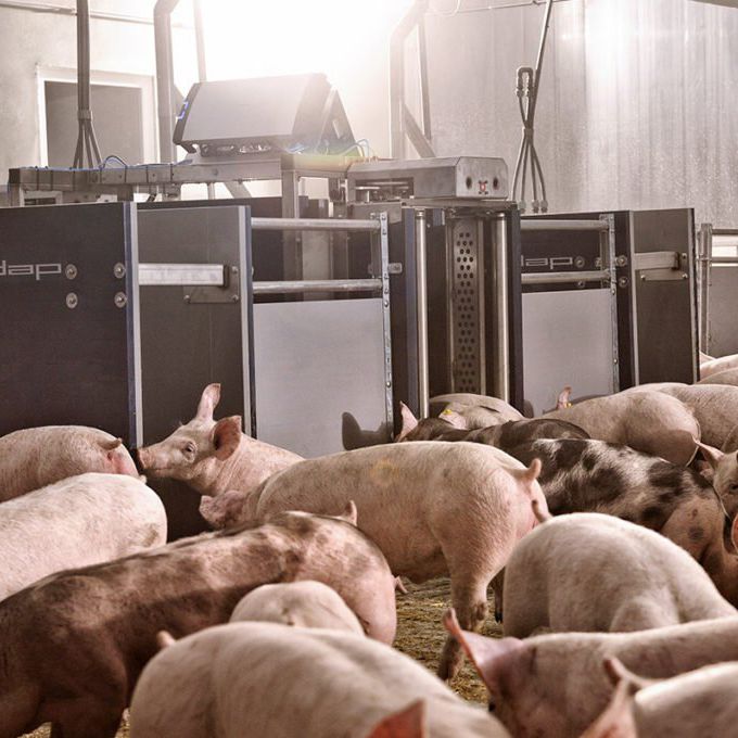 Pig sorting gate - Nedap Livestock Management - automated / with weight ...