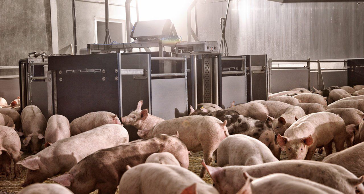Pig sorting gate - Nedap Livestock Management - automated / with weight ...