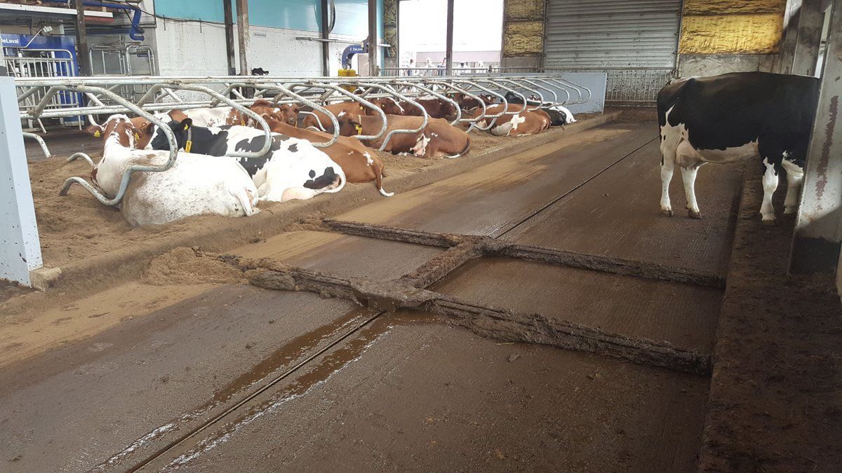 Chain manure scraper - Master - Pellon Group Oy - straight / for ...