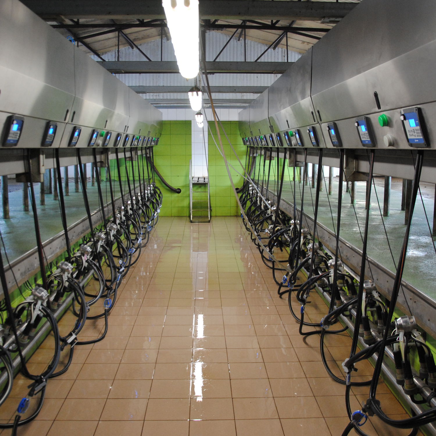 Cow milking parlour - PANORAMA Side-by-Side - POLANES Ltd. - parallel ...