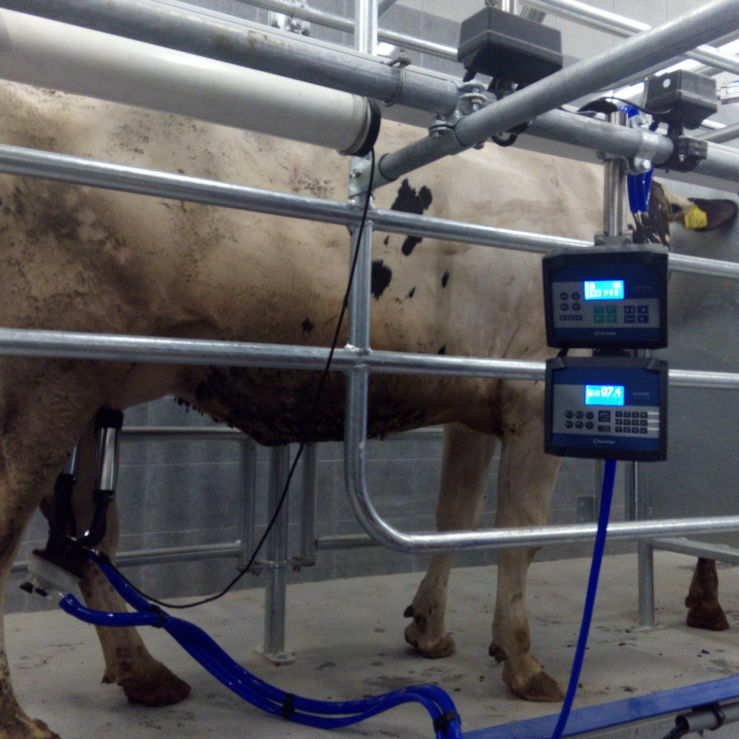 Cow milking parlour - PANORAMA AUTOTANDEM - POLANES Ltd. - tandem