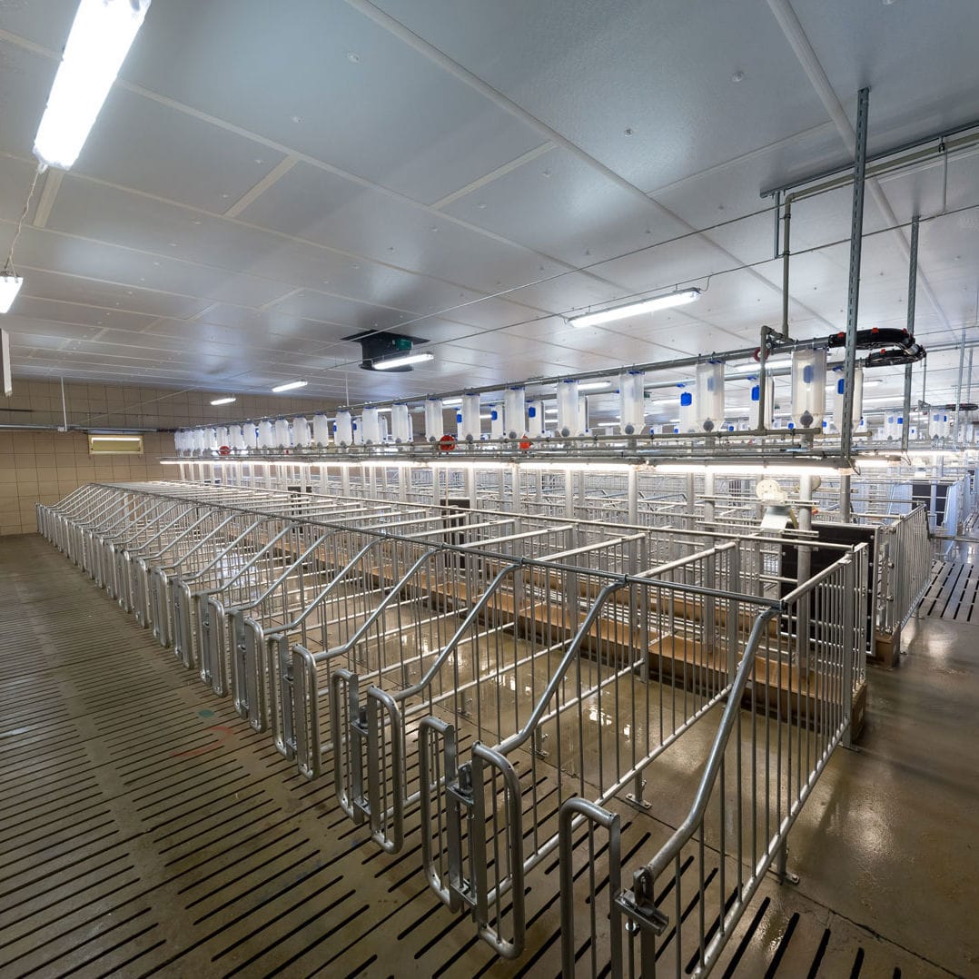 Slatted floor gestation stall - POLnet Sp. z o.o. i Wspólnicy