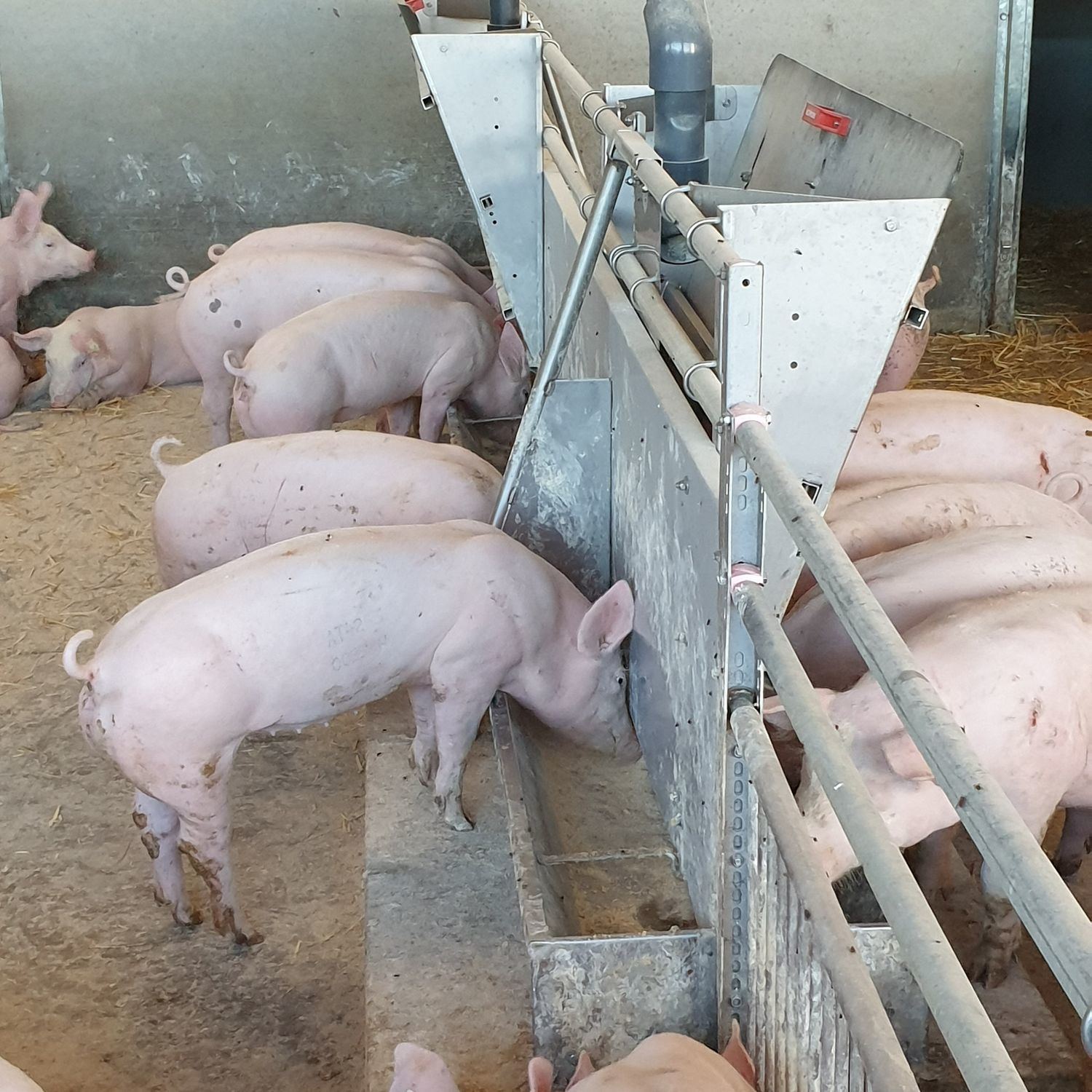 Pig feeder - Longtail - Schauer Agrotronic GmbH - metal / multi-access