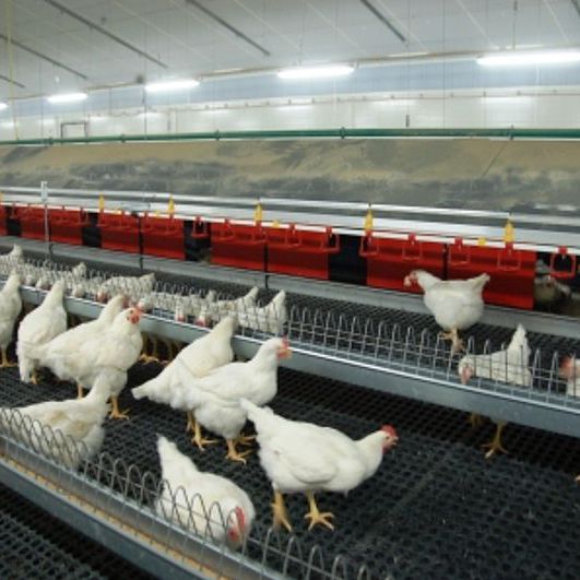 Layer hen aviary system - SCHULZ Systemtechnik GmbH