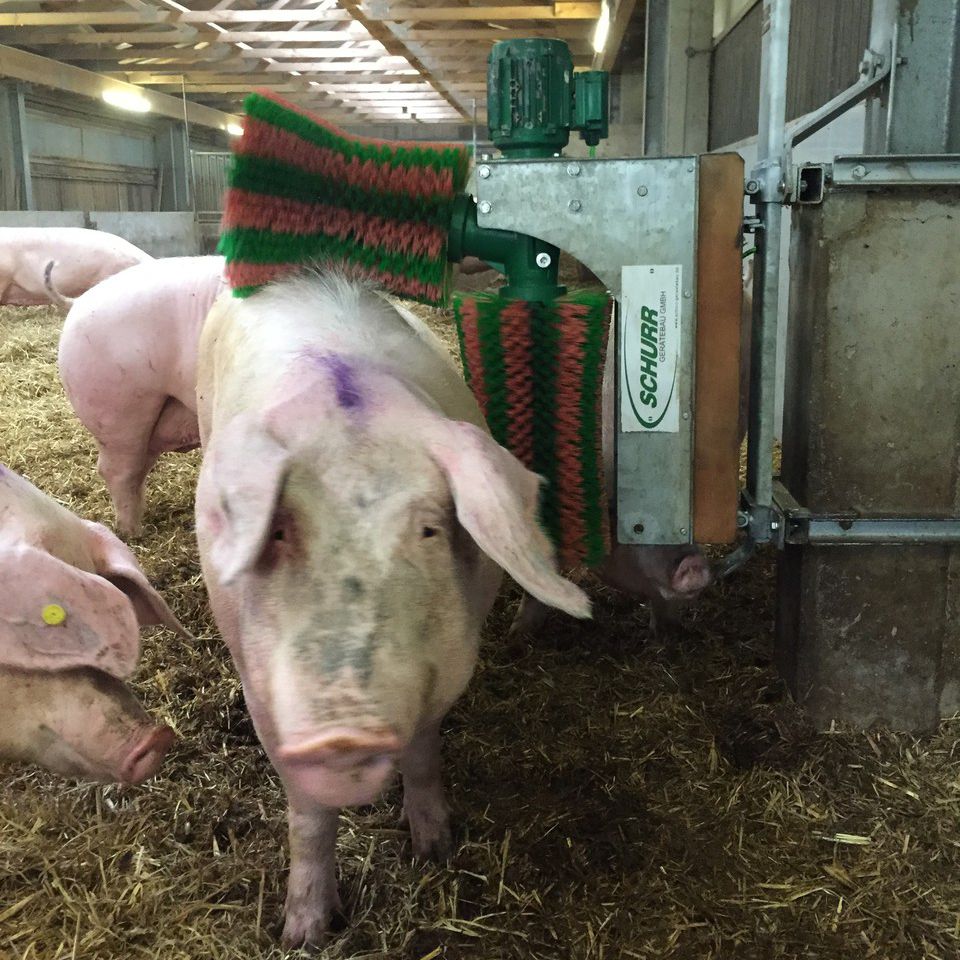 Livestock comfort brush - Schurr Gerätebau GmbH - rotating / pig ...
