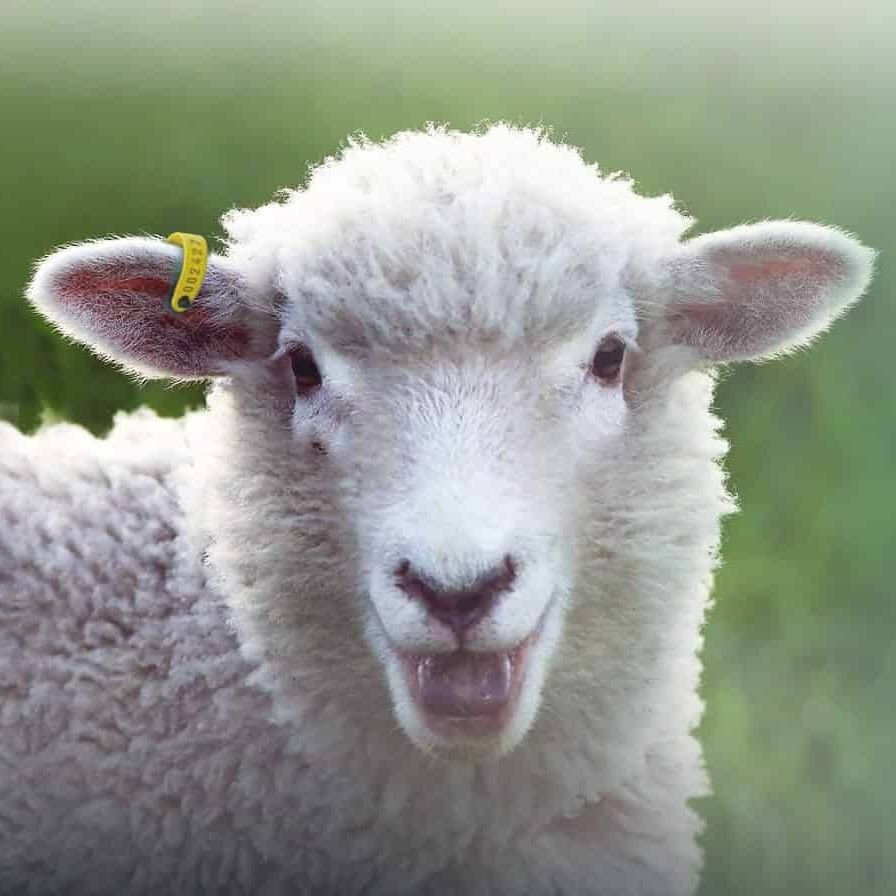 Sheep ear tag - SCR Europe Srl - goat / electronic / plastic