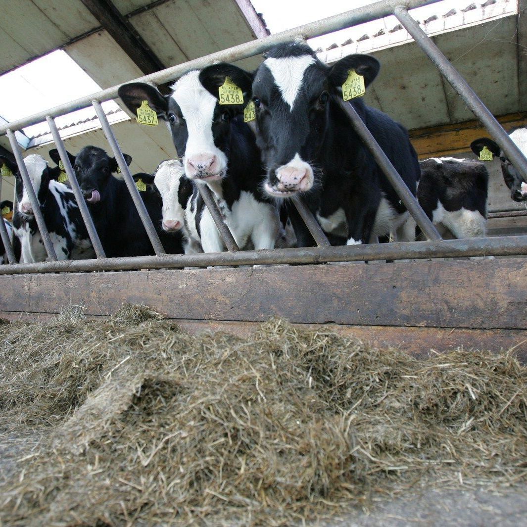 Cows feeder panel - Diagonal - Spinder Dairy Housing Concepts - calf ...