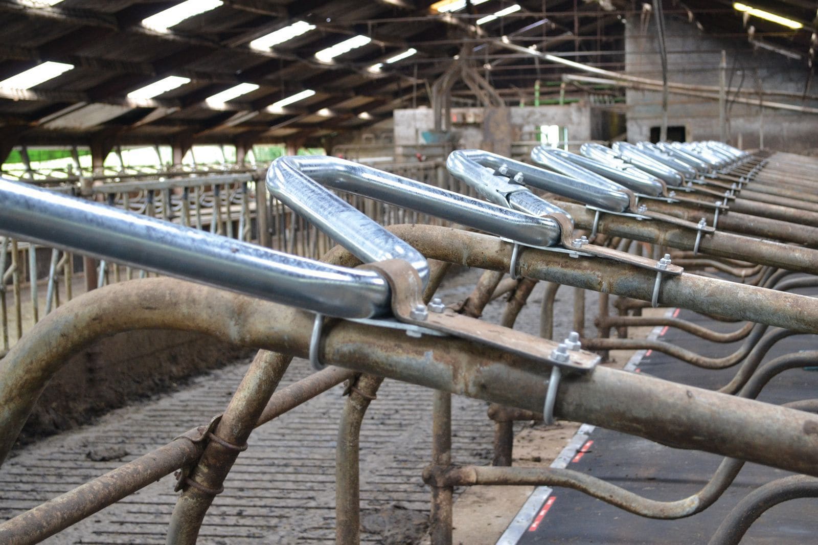 Cow neck bar - Wave neckbar - Spinder Dairy Housing Concepts