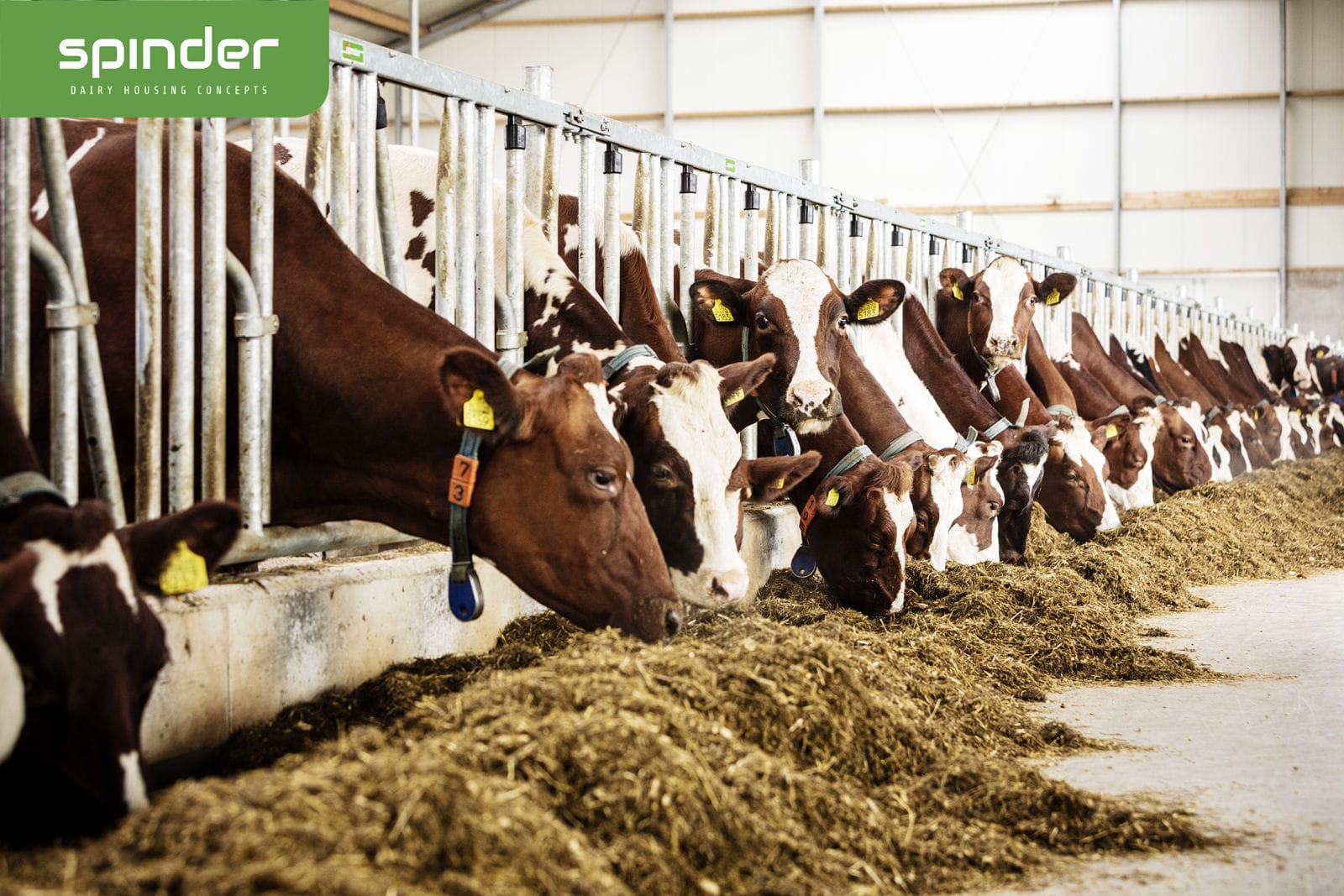 Cows headlock - Limoline - Spinder Dairy Housing Concepts - self-locking