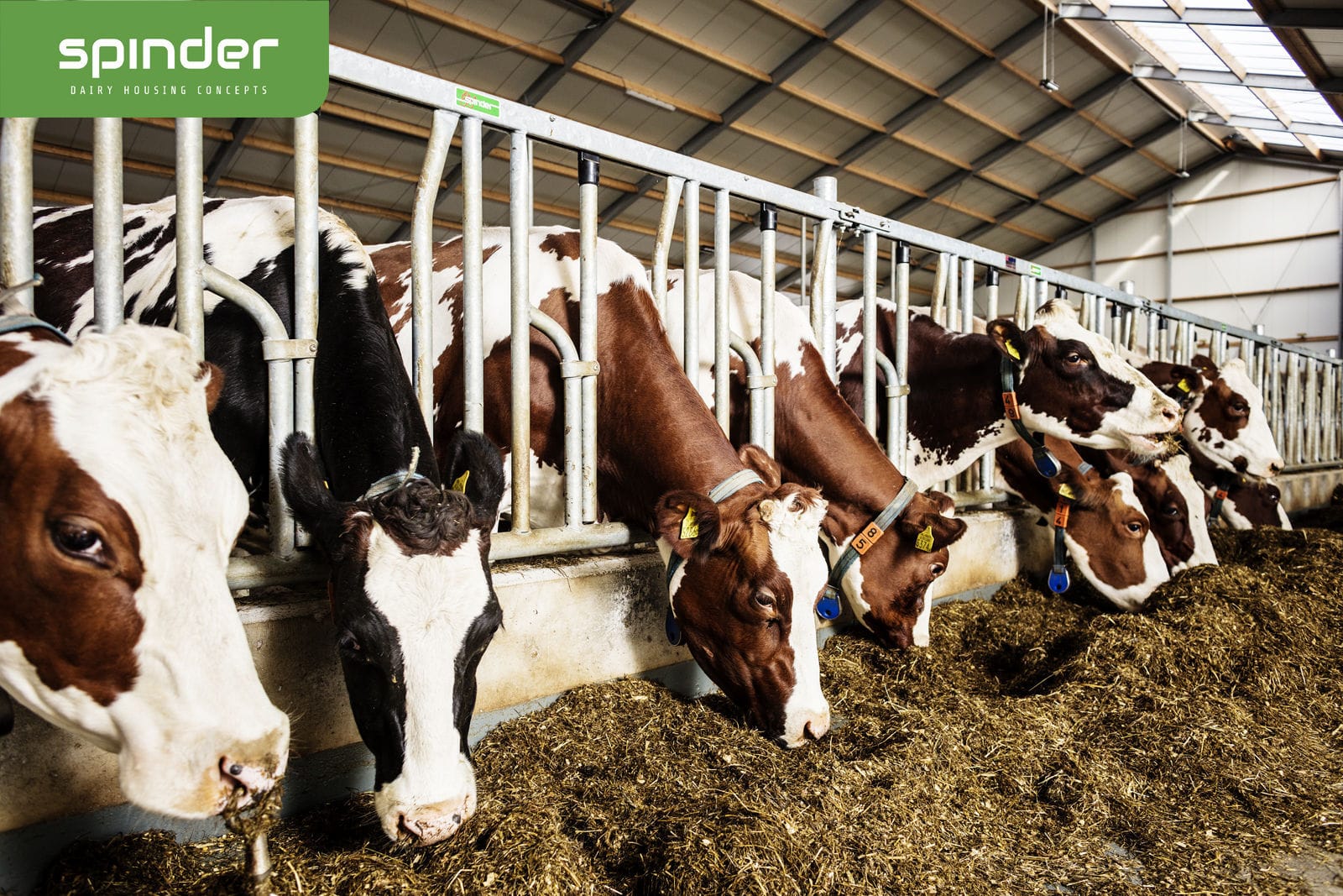 Cows headlock - Limoline - Spinder Dairy Housing Concepts - self-locking