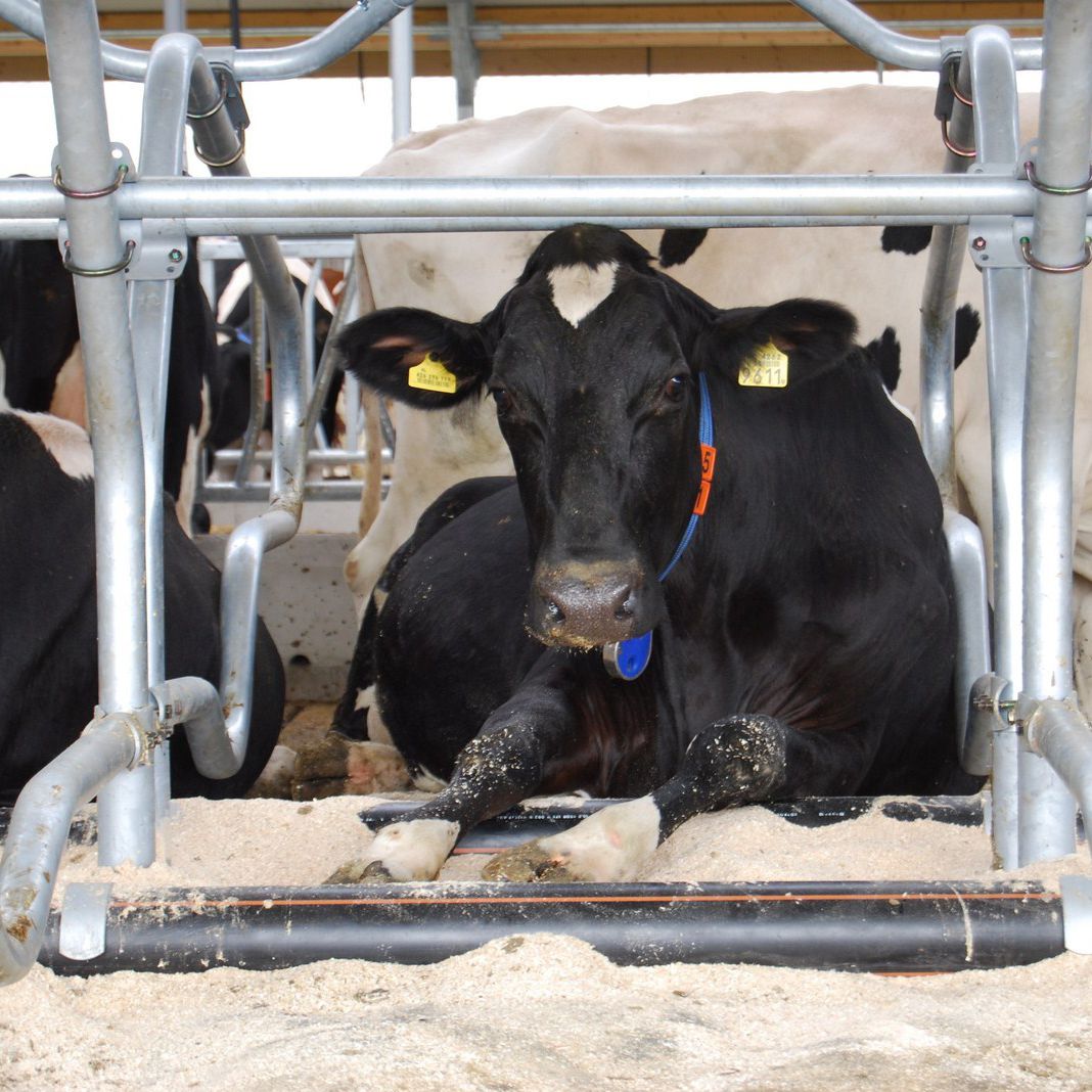 Cow knee retainer - Knee Retainer - Spinder Dairy Housing Concepts