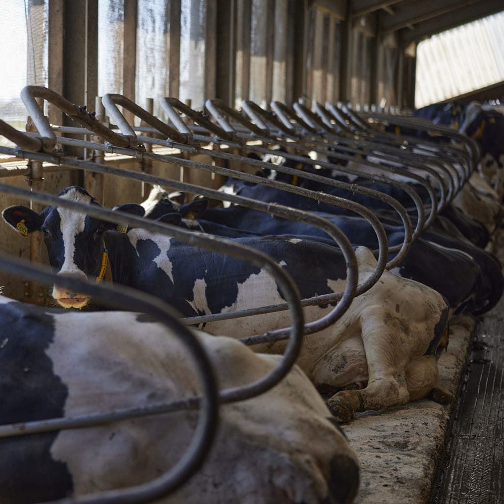 Freestall divider - Fitbox - Spinder Dairy Housing Concepts