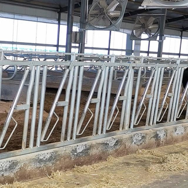 Cows headlock - Tai'an Yimeite Machinery Co., Ltd. - self-locking / tubular