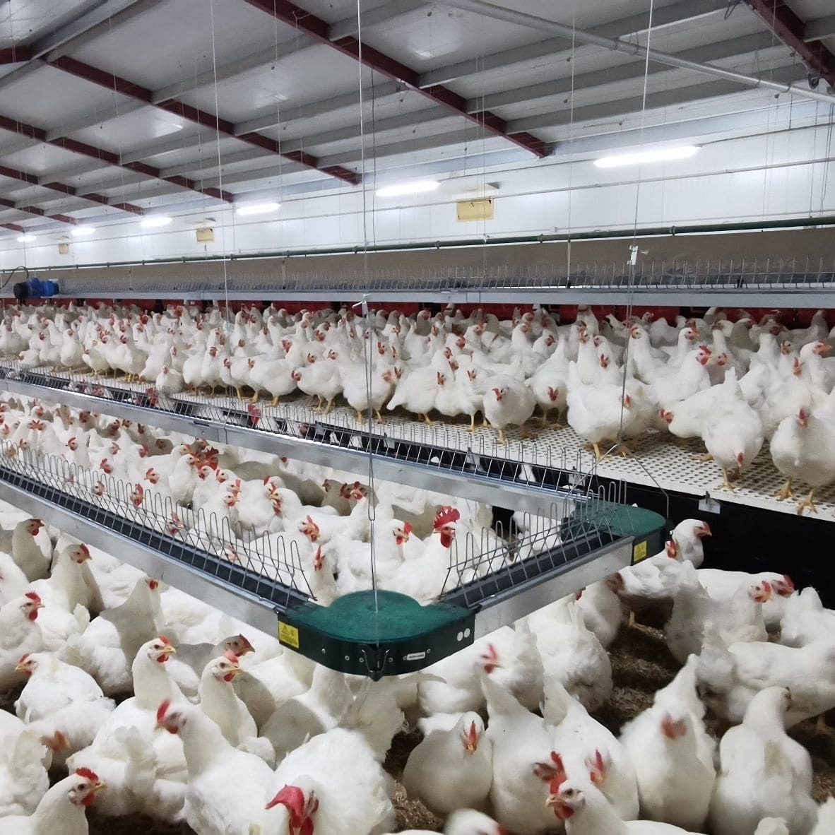 Chain automatic feed distribution unit - CHFS - TIGSA - poultry ...